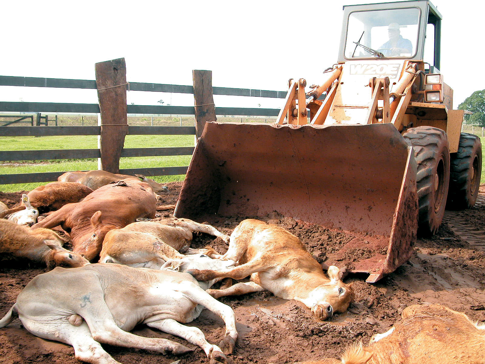 Produtor deve receber o valor integral do animal doente sacrificado ...